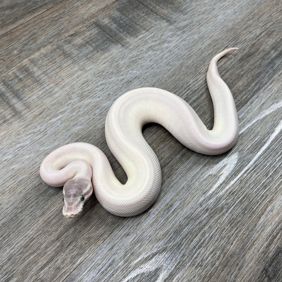 Super Mojave Ball Python by Superior Scales Reptiles, LLC