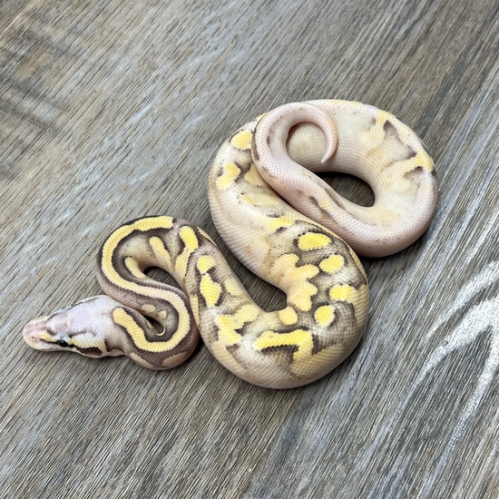 Calico Superfly 100% Het Clown (FREE SHIPPING!!) Ball Python by ...