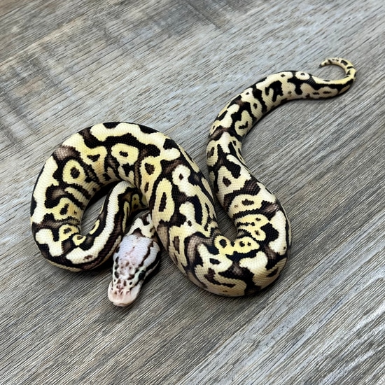 Spotnose Firefly 100% Het Clown Ball Python by Superior Scales Reptiles ...