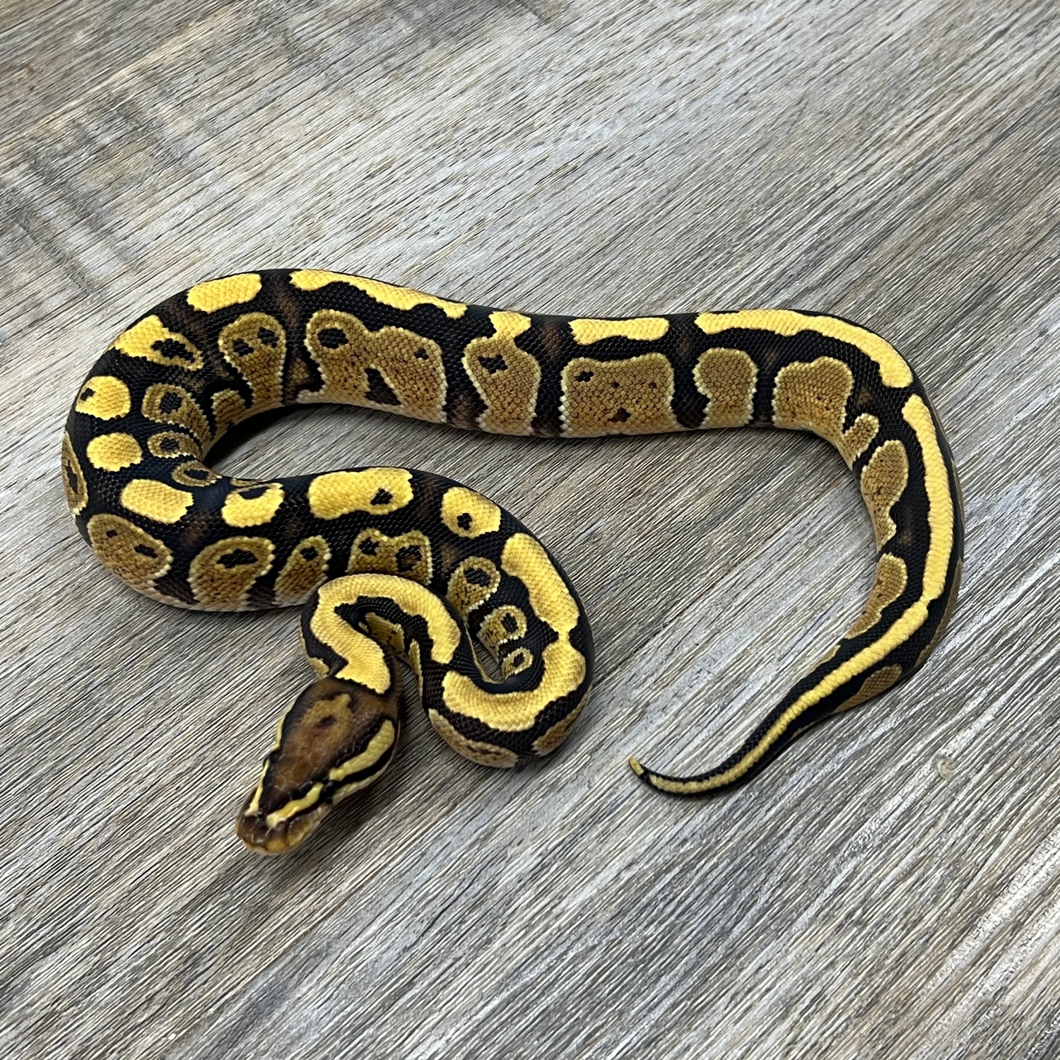 Vanilla/Fire 100% Het Clown Ball Python by Superior Scales Reptiles - MorphMarket