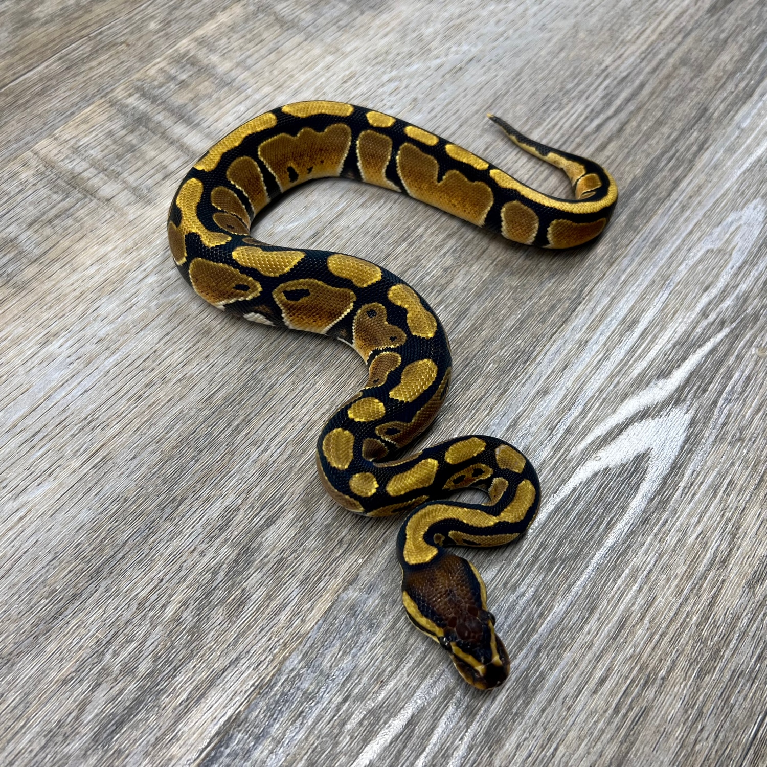 Normal 66% Het Clown Ball Python by Superior Scales Reptiles - MorphMarket