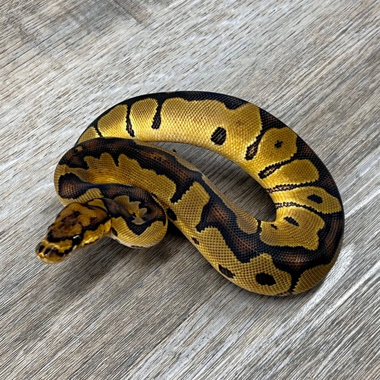 Clown Ball Python by Superior Scales Reptiles, LLC