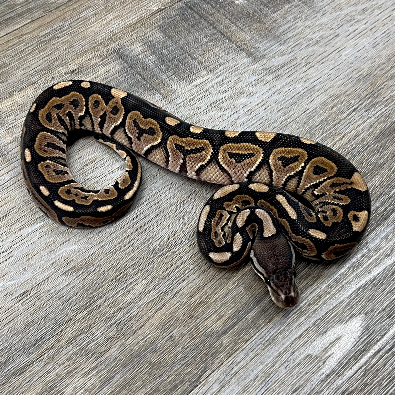 Cinnamon Ball Python by Superior Scales Reptiles, LLC - MorphMarket