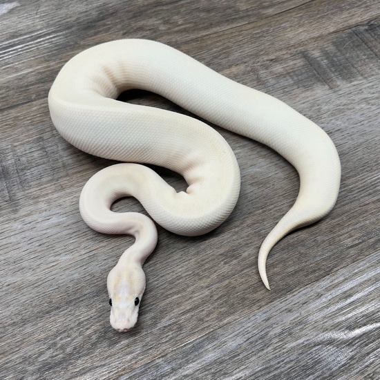 Ivory Ball Python by Superior Scales Reptiles, LLC