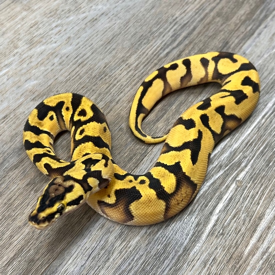 Orange Dream Enchi Pastel Yellowbelly 100% Double Het Clown Pied Ball ...