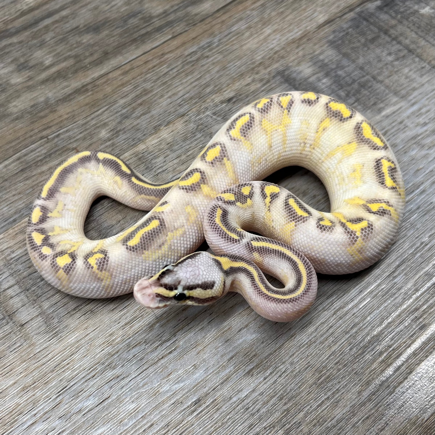 Pastel Lesser Highway Ball Python by Superior Scales Reptiles, LLC ...