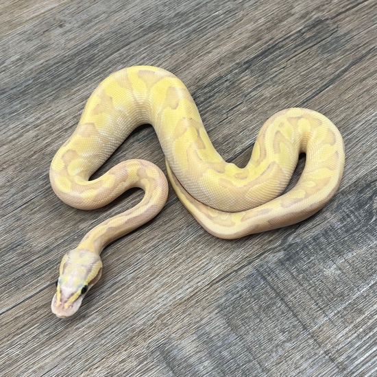 Vanilla Enchi Butter Pastel Hypo Ball Python by Superior Scales ...