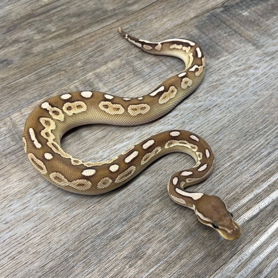 Cinnamon Lesser 100% Het Clown Ball Python by Superior Scales Reptiles, LLC