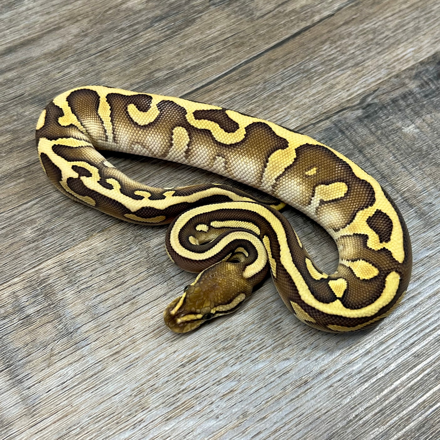 Leopard Lesser 100% Het Clown Ball Python by Superior Scales Reptiles ...