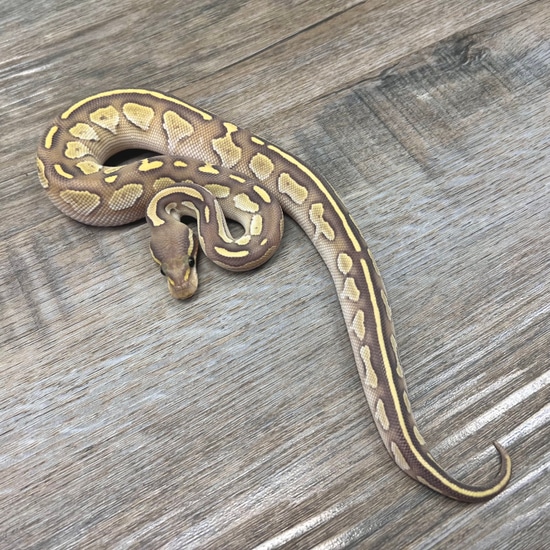Blackhead Vanilla Lesser Hypo Ball Python by Superior Scales Reptiles, LLC