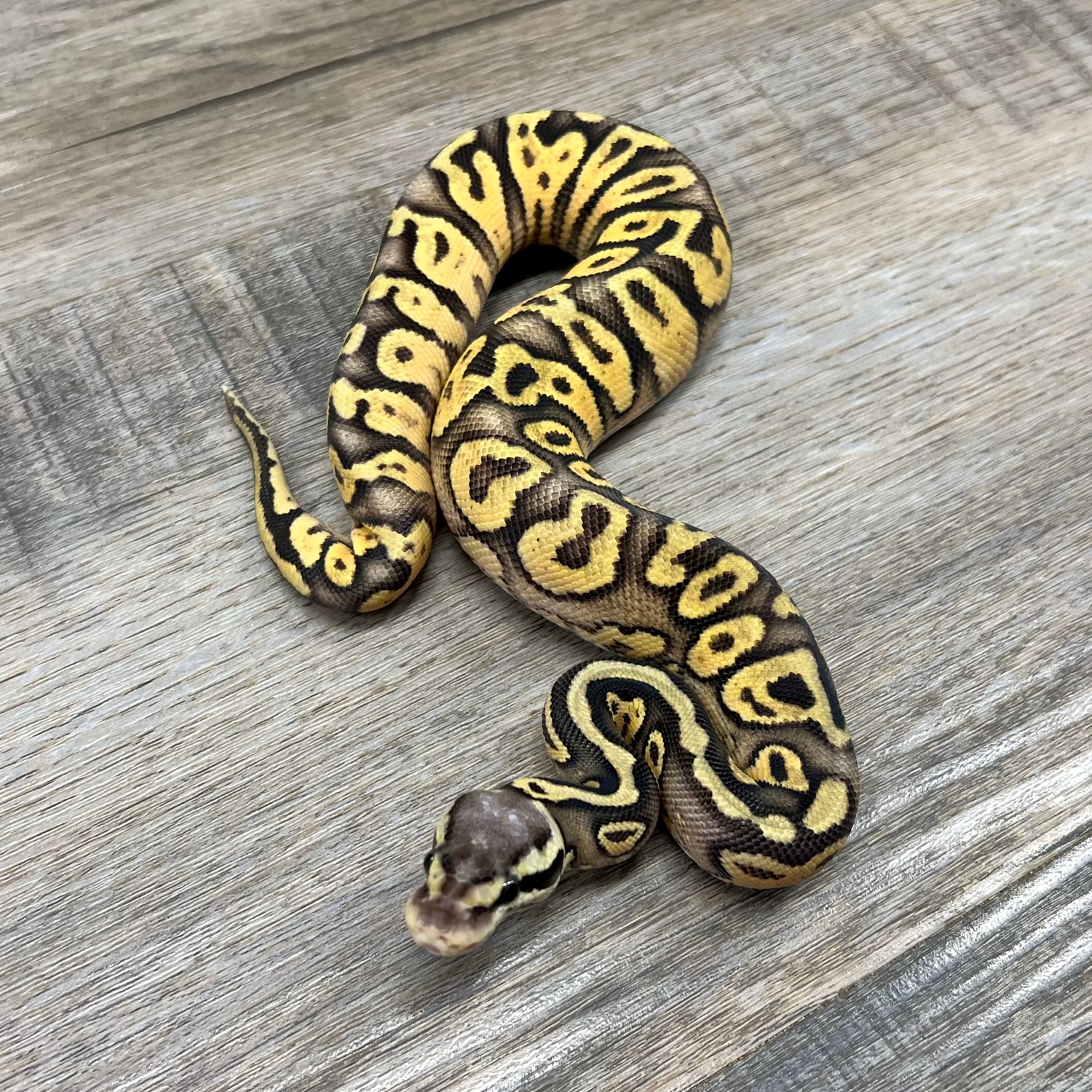 Super Pastel Gravel Ball Python by Superior Scales Reptiles, LLC ...