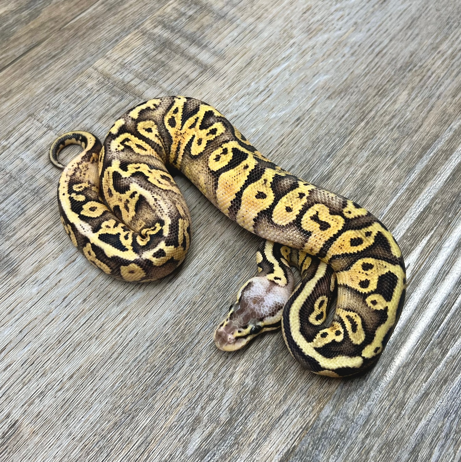 Super Pastel Enchi Asphalt Ball Python by Superior Scales Reptiles ...