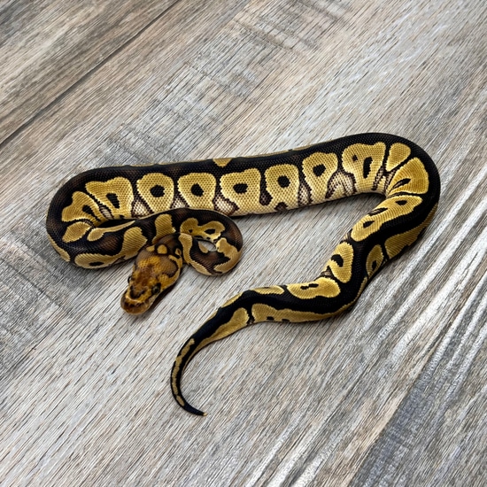 Clown Ball Python by Superior Scales Reptiles, LLC