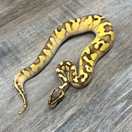 Pastel Enchi Lesser Asphalt (FREE SHIPPING!!) Ball Python by Superior ...
