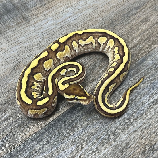 Leopard Lesser 100% Het Clown Ball Python by Superior Scales Reptiles, LLC