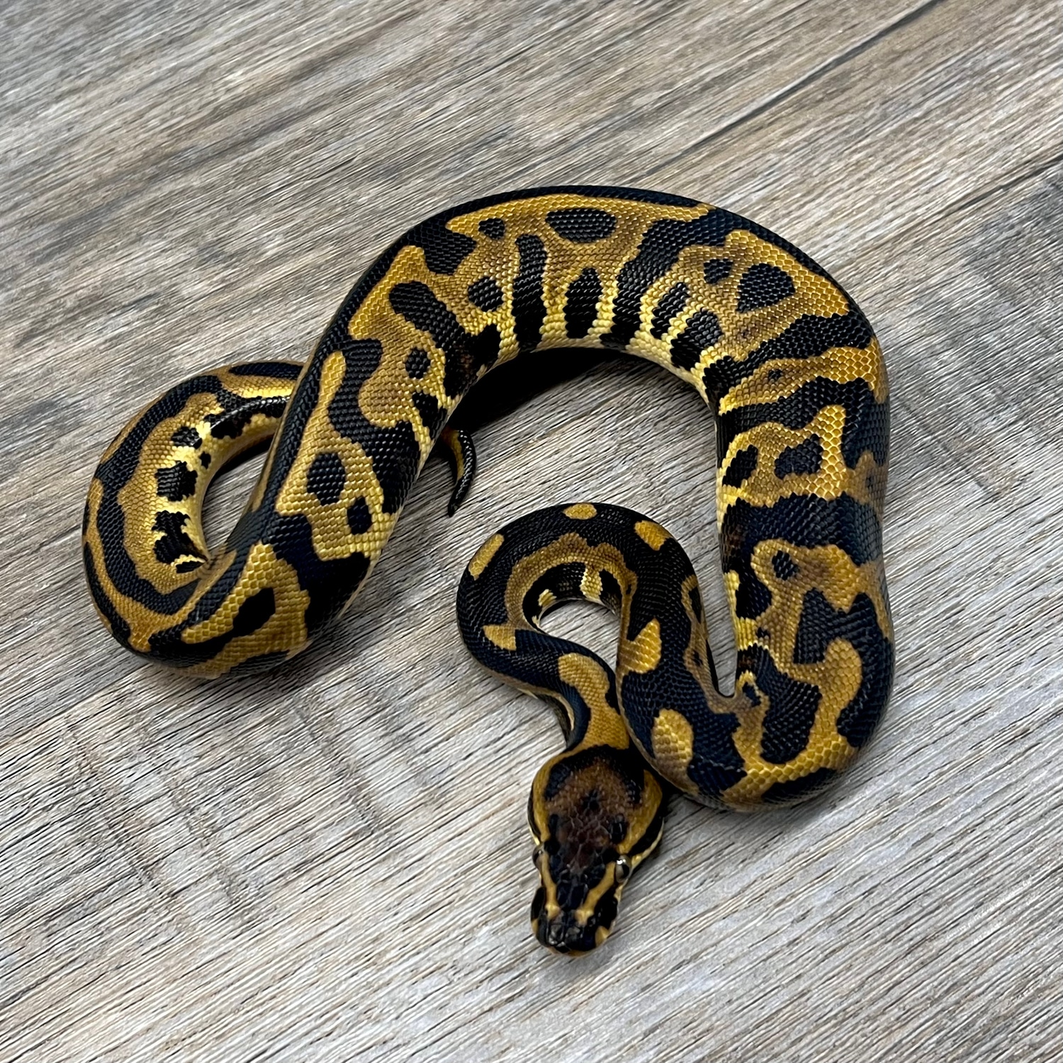 Leopard 100% Het Clown Ball Python by Superior Scales Reptiles, LLC ...