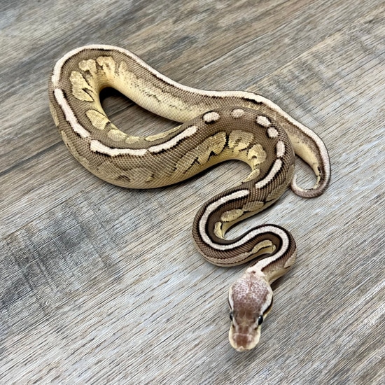*2.1 Reverse TRIO* - 1.0 Vanilla Pewter Mojave / 1.0 Pastel / 0.1 ...
