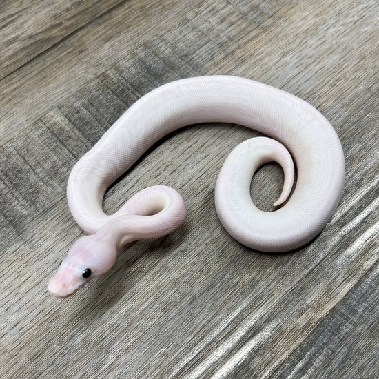 Super Fire [pos. Enchi, Pastel, YB, GeneX] Pied Or 100% Het Pied (FREE ...