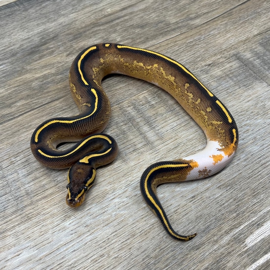 Butter Super Gravel 50% Het Pied (FREE SHIPPING!!) Ball Python by ...