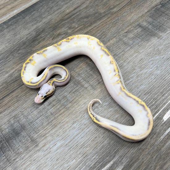 Super Pastel Super Gravel 50% Het Pied (FREE SHIPPING!!) Ball Python by ...