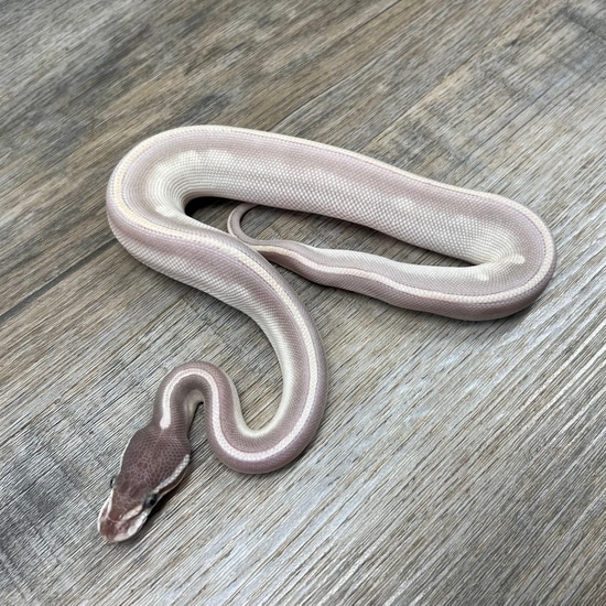 Mystic Potion (FREE SHIPPING!!) Ball Python by Superior Scales Reptiles ...
