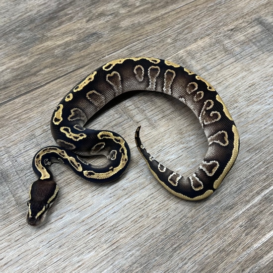 GHI Mystic Ball Python by Superior Scales Reptiles, LLC