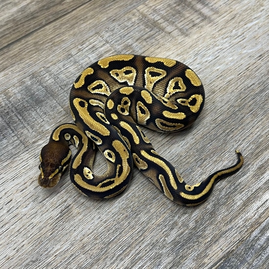 Mystic Ball Python by Superior Scales Reptiles, LLC