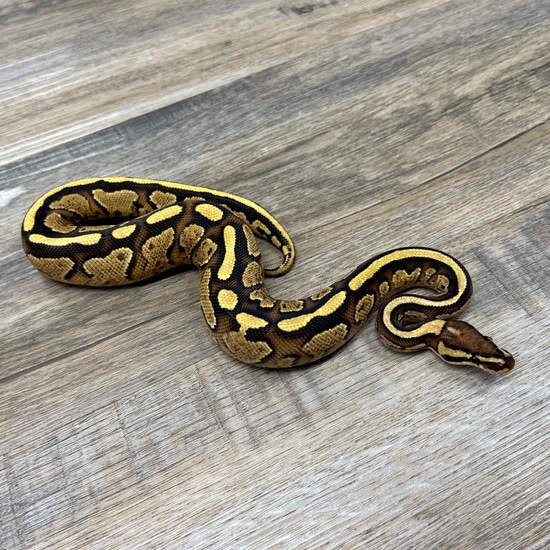 Parkway (FREE SHIPPING!!) Ball Python by Superior Scales Reptiles, LLC