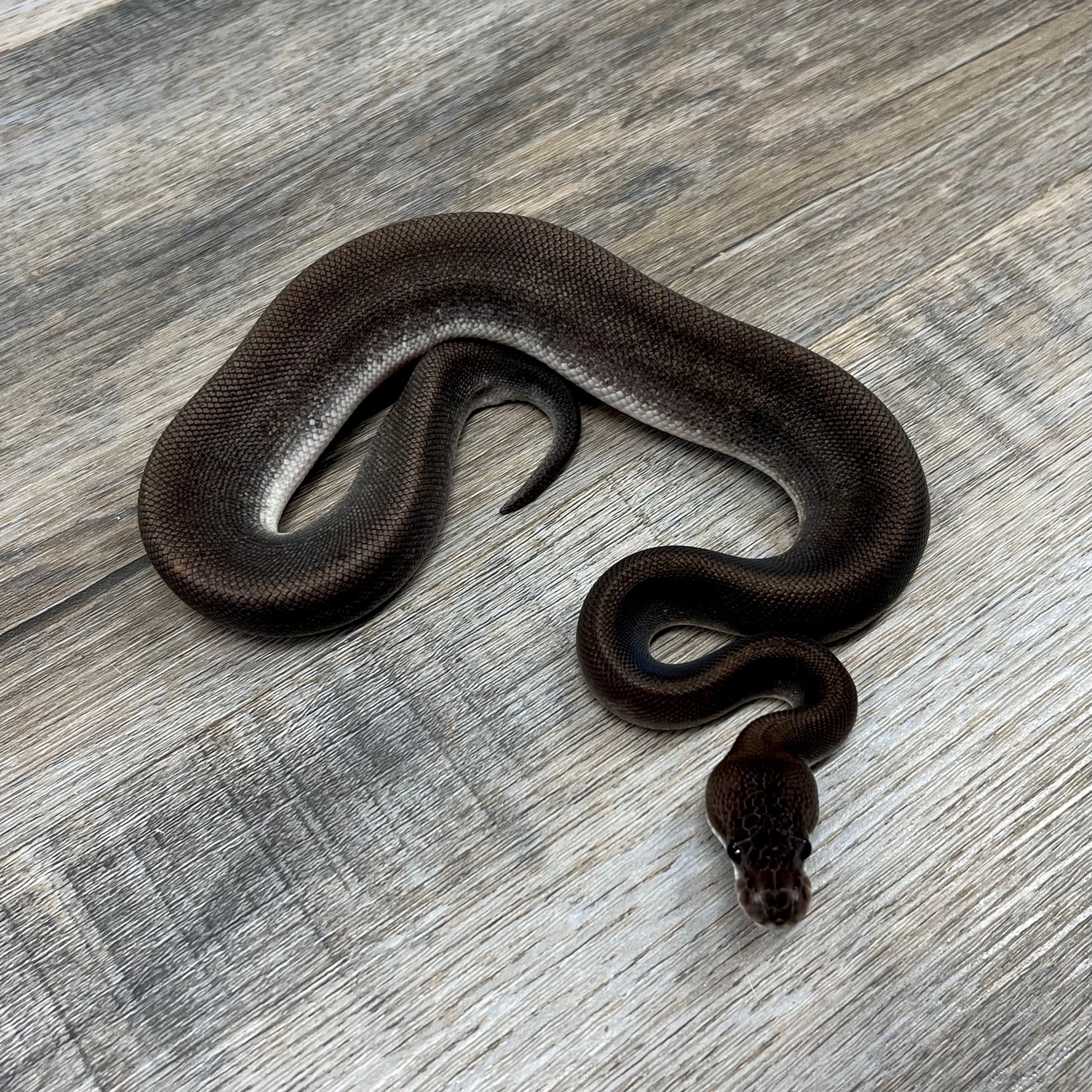 Super Cinnamon Ball Python by Superior Scales Reptiles, LLC - MorphMarket