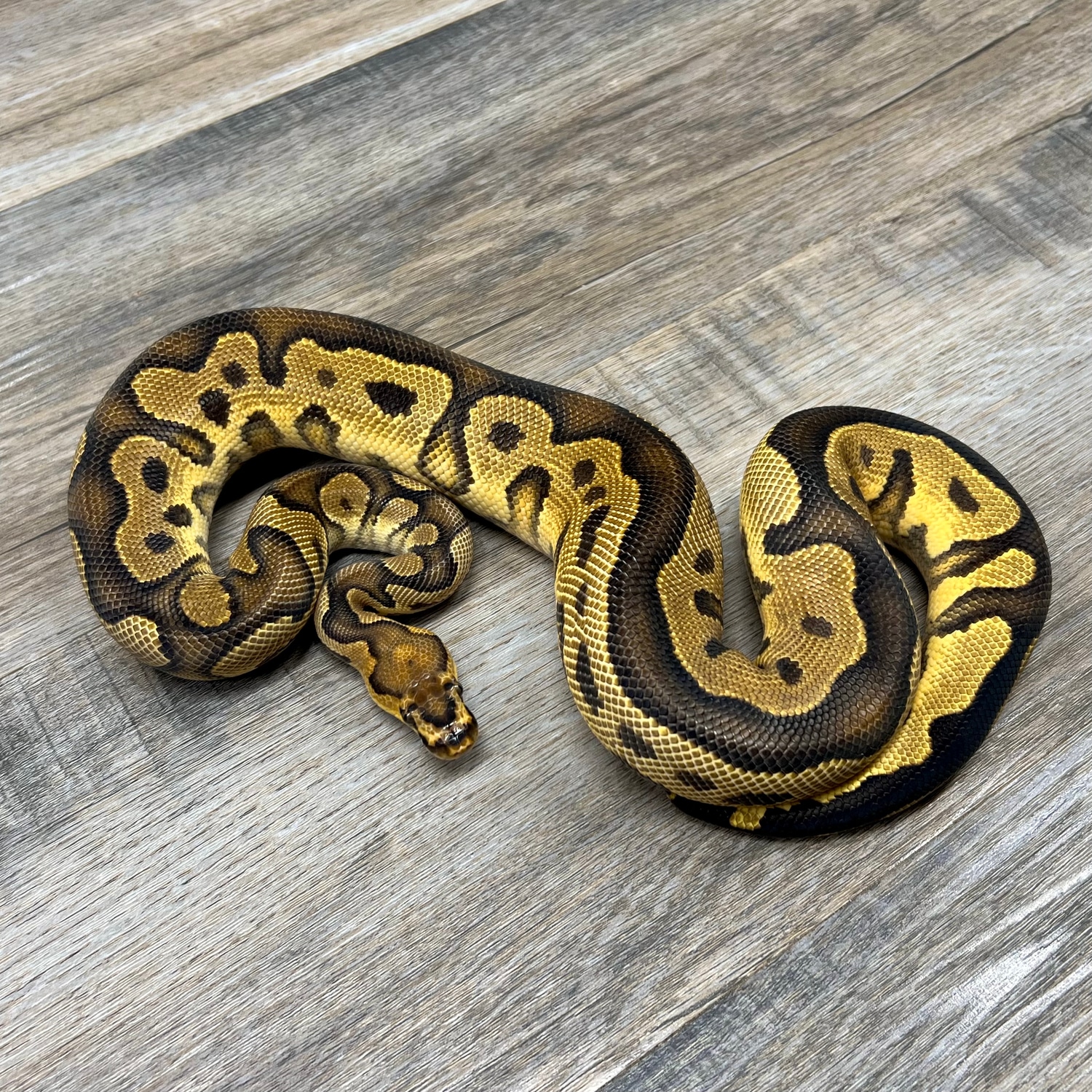 Gravel Clown Ball Python by Superior Scales Reptiles, LLC - MorphMarket