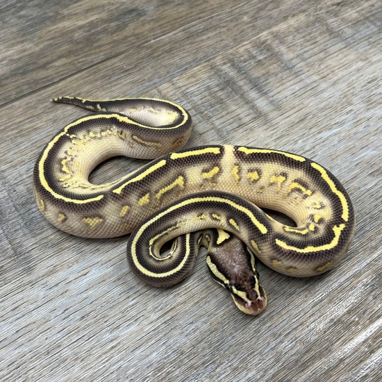 Pastel Butter Super Gravel 50% Het Pied (FREE SHIPPING!!) Ball Python ...
