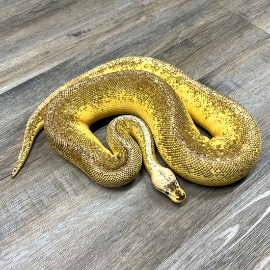 Dragonfly Calico Ball Python by Superior Scales Reptiles, LLC