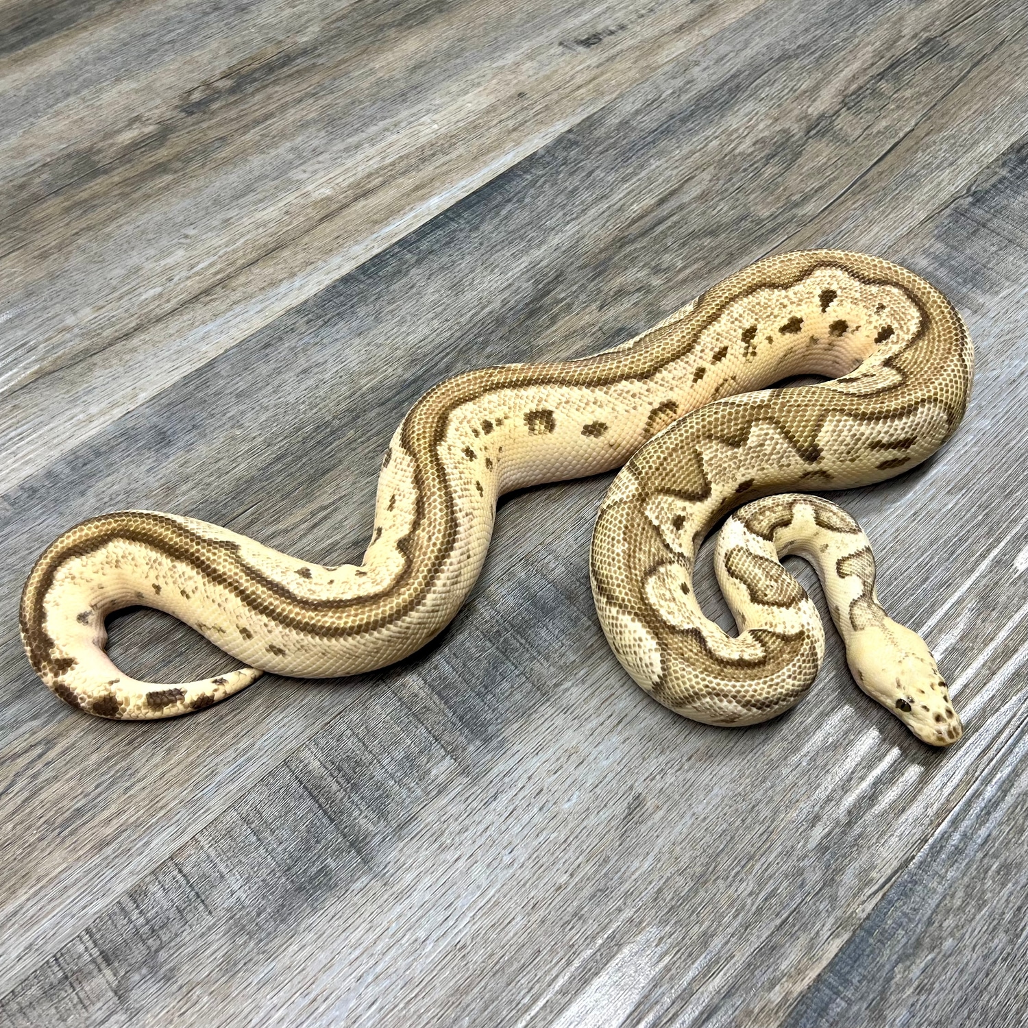 Leopard Firefly Clown Ball Python by Superior Scales Reptiles, LLC ...