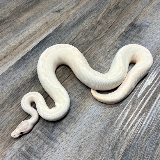 Leopard Ivory Ball Python by Superior Scales Reptiles, LLC