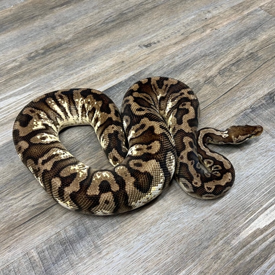 Pastel Hidden Gene Woma Yellowbelly Ball Python by Superior Scales ...