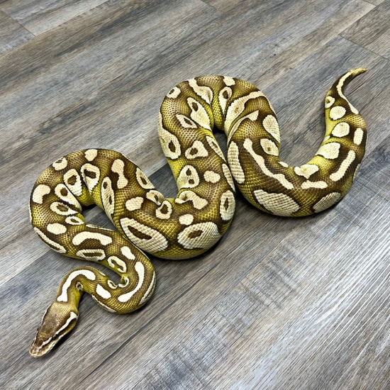 Firefly Lesser Ball Python by Superior Scales Reptiles, LLC