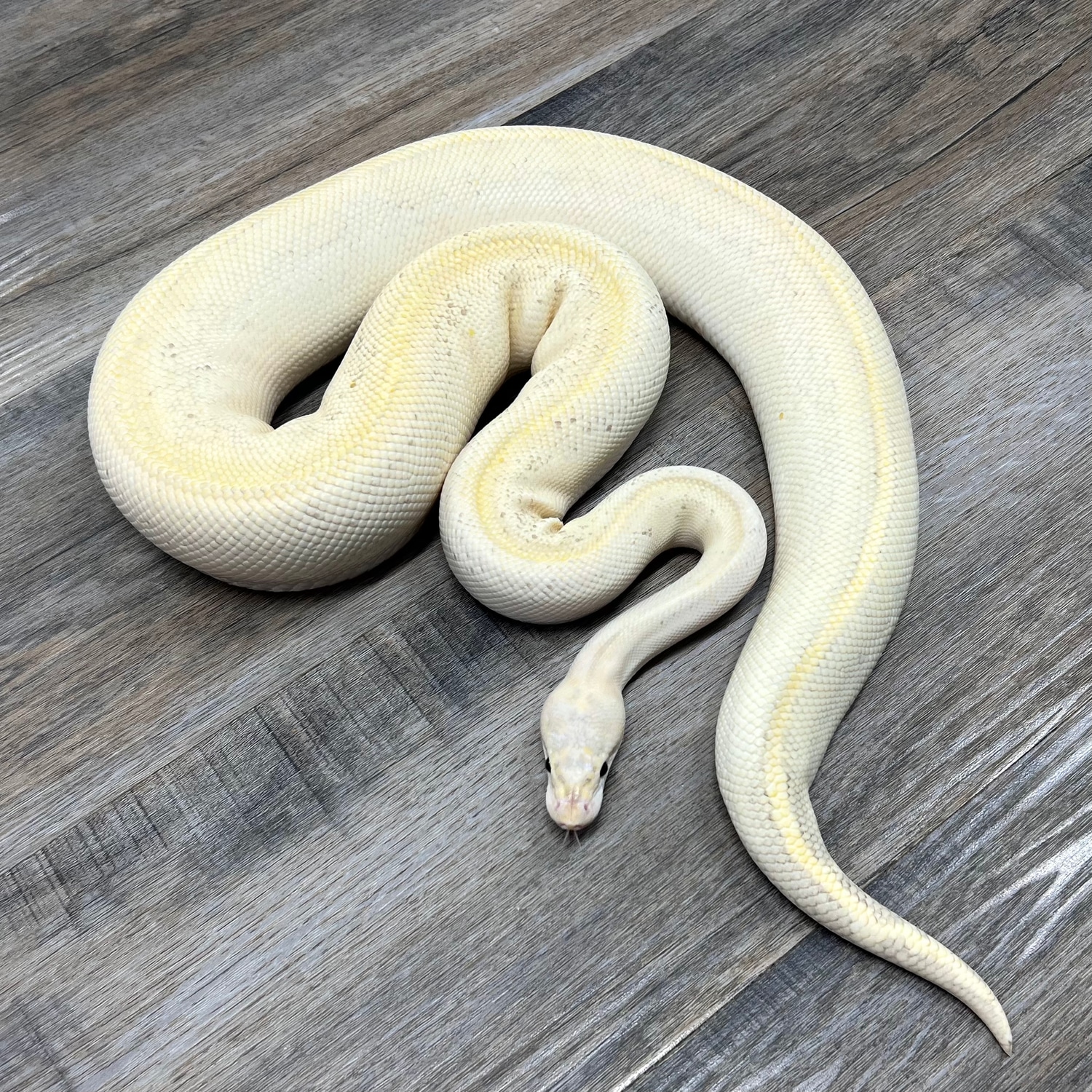 Puma Ball Python by Superior Scales Reptiles, LLC - MorphMarket