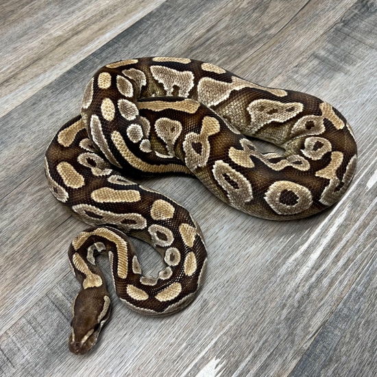 Mojave Ball Python by Superior Scales Reptiles, LLC