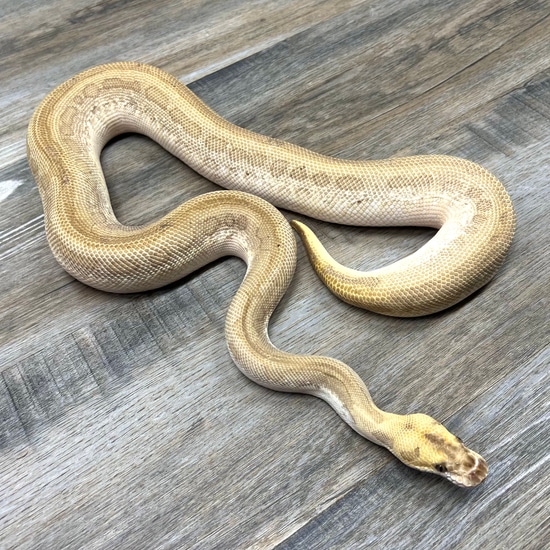 Leopard Lesser Yellowbelly Clown Ball Python by Superior Scales ...