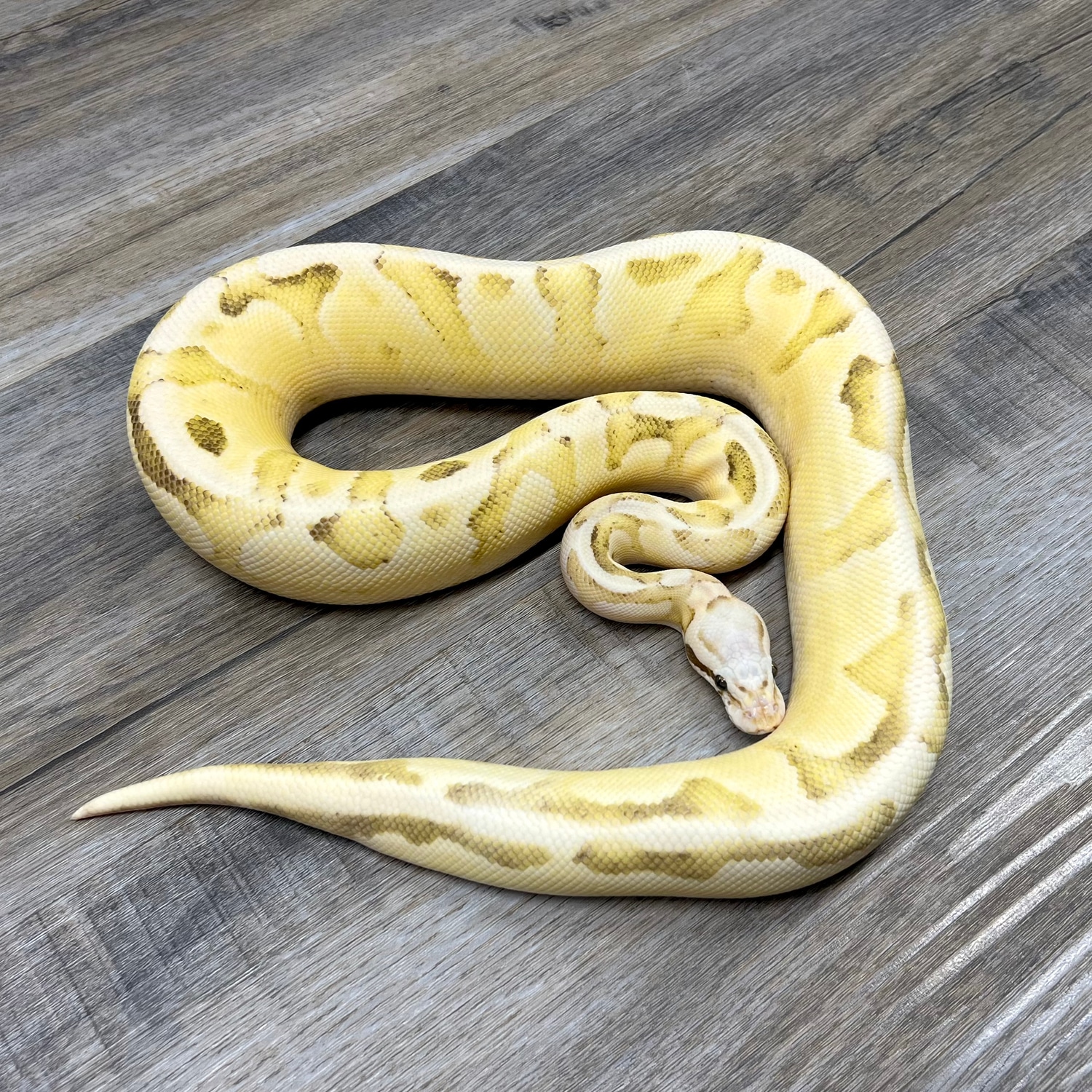 OD Vanilla Scream Ball Python by Superior Scales Reptiles, LLC ...