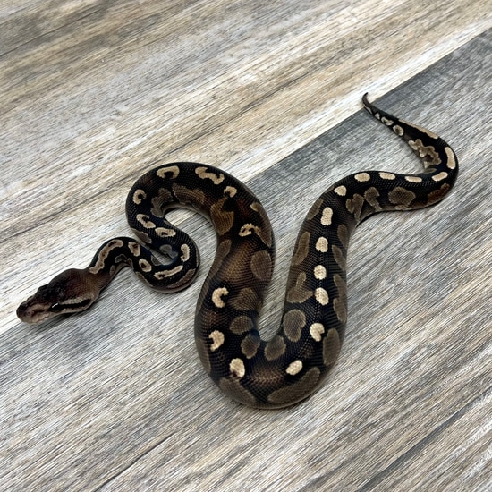 GHI Cinnamon Disco (Pos. Yellowbelly) 100% Het Ultramel Ball Python by ...