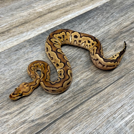 Sugar Clown (FREE SHIPPING!!) Ball Python by Superior Scales Reptiles, LLC