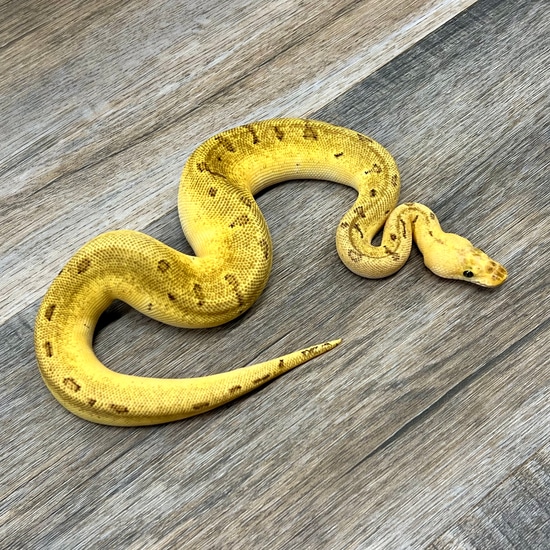 Enchi Lemon Blast Clown Ball Python by Superior Scales Reptiles, LLC