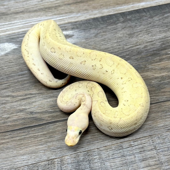 Lesser Lemon Blast (Pos. Enchi) Clown Ball Python by Superior Scales ...