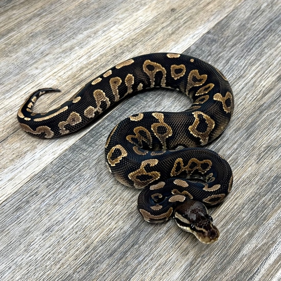Cinnamon Yellowbelly 100% Het Ultramel Ball Python by Superior Scales ...