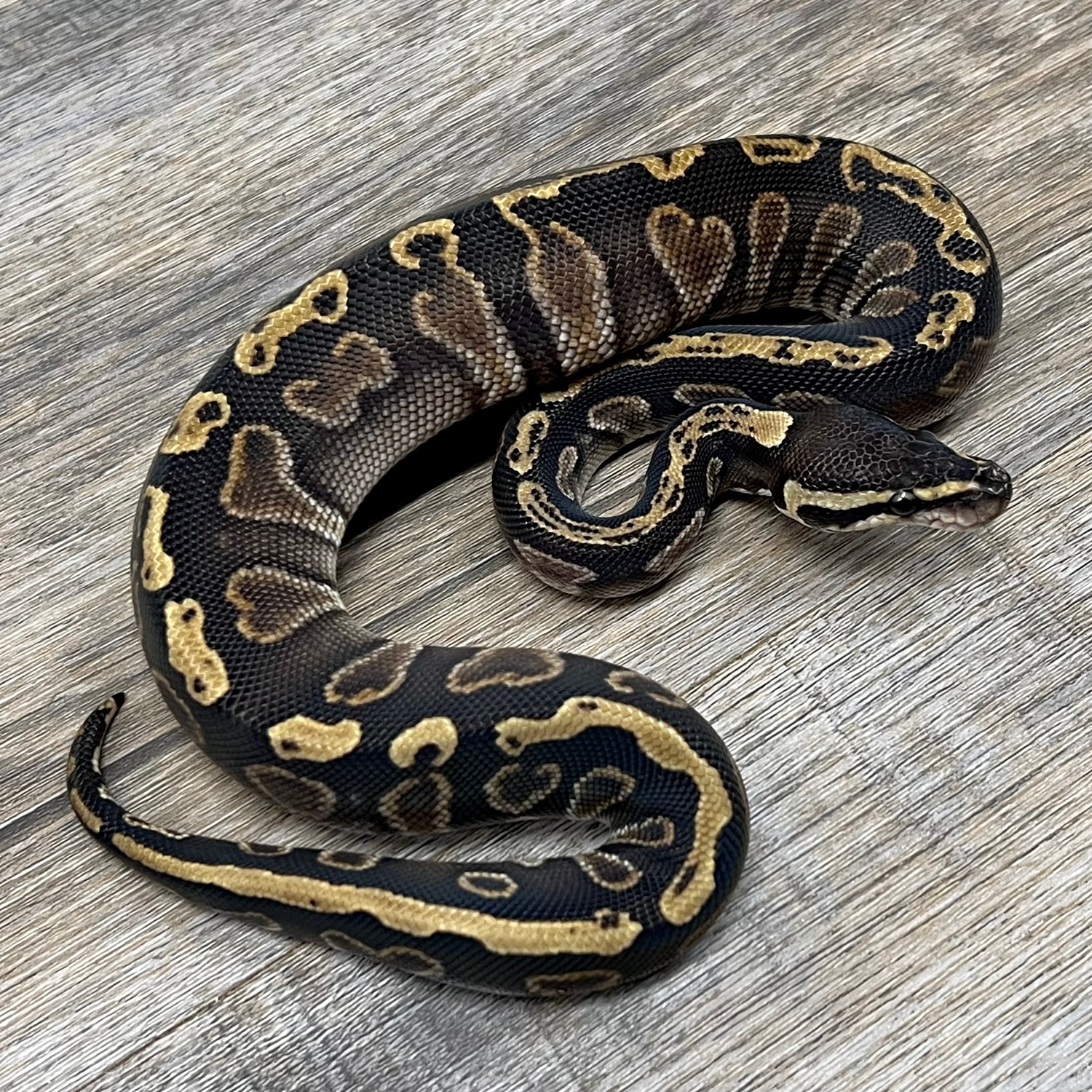 GHI Mystic Ball Python by Superior Scales Reptiles, LLC - MorphMarket