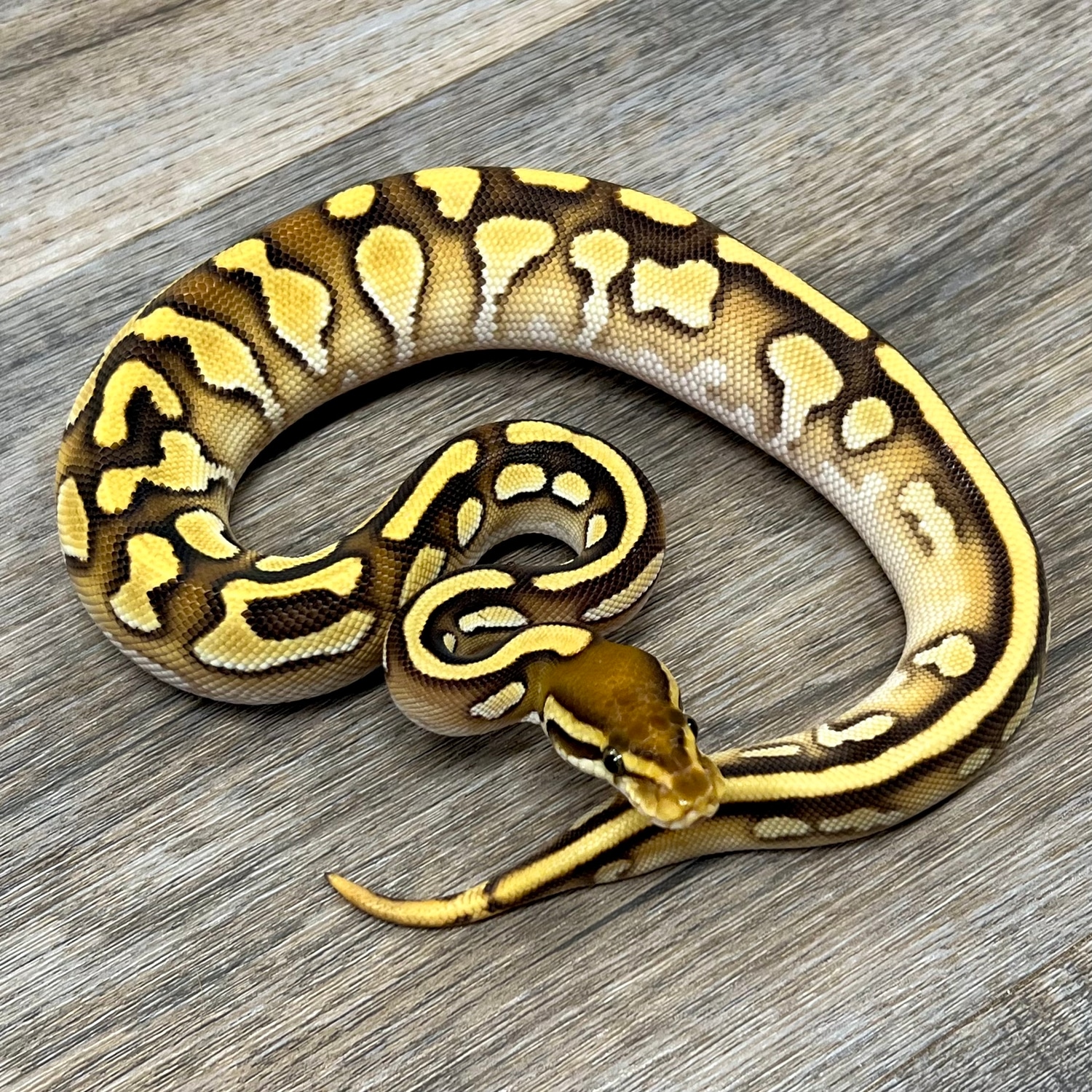 Orange Dream Lesser Fire Gravel/Spark Ball Python by Superior Scales ...