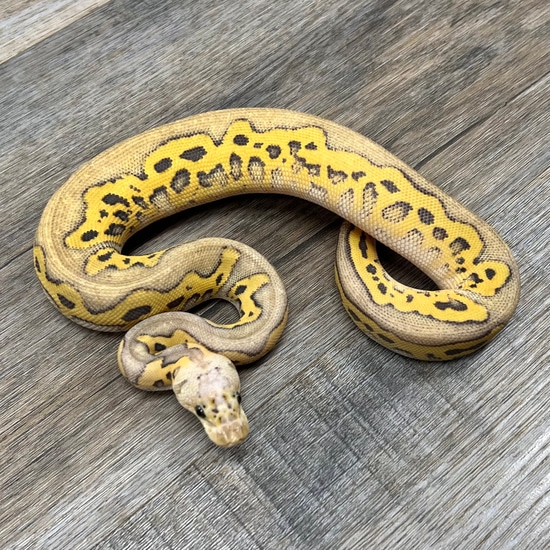 Leopard Superfly Clown Ball Python by Superior Scales Reptiles, LLC
