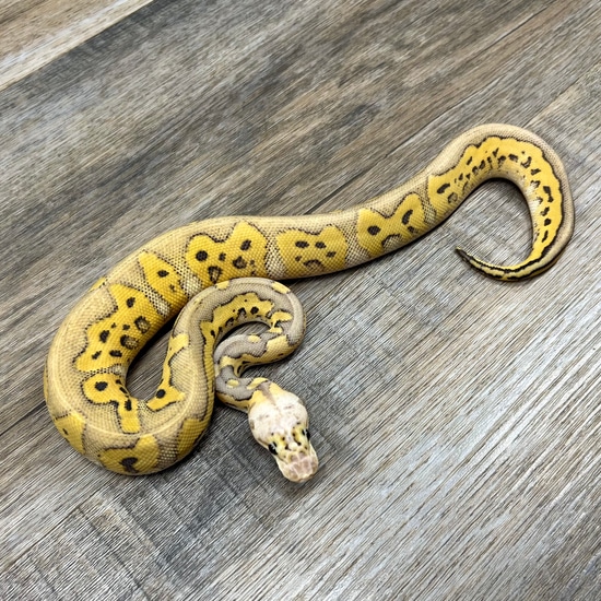 Leopard Superfly Clown Ball Python by Superior Scales Reptiles, LLC