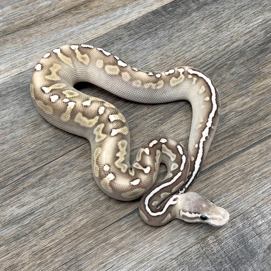 GHI Pewter Lesser 100% Het Clown Ball Python by Superior Scales ...